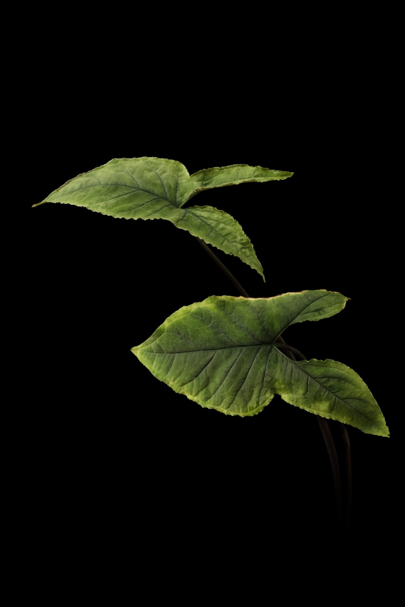 Chlorospatha atropurpurea – ECUADORQUIDEAS