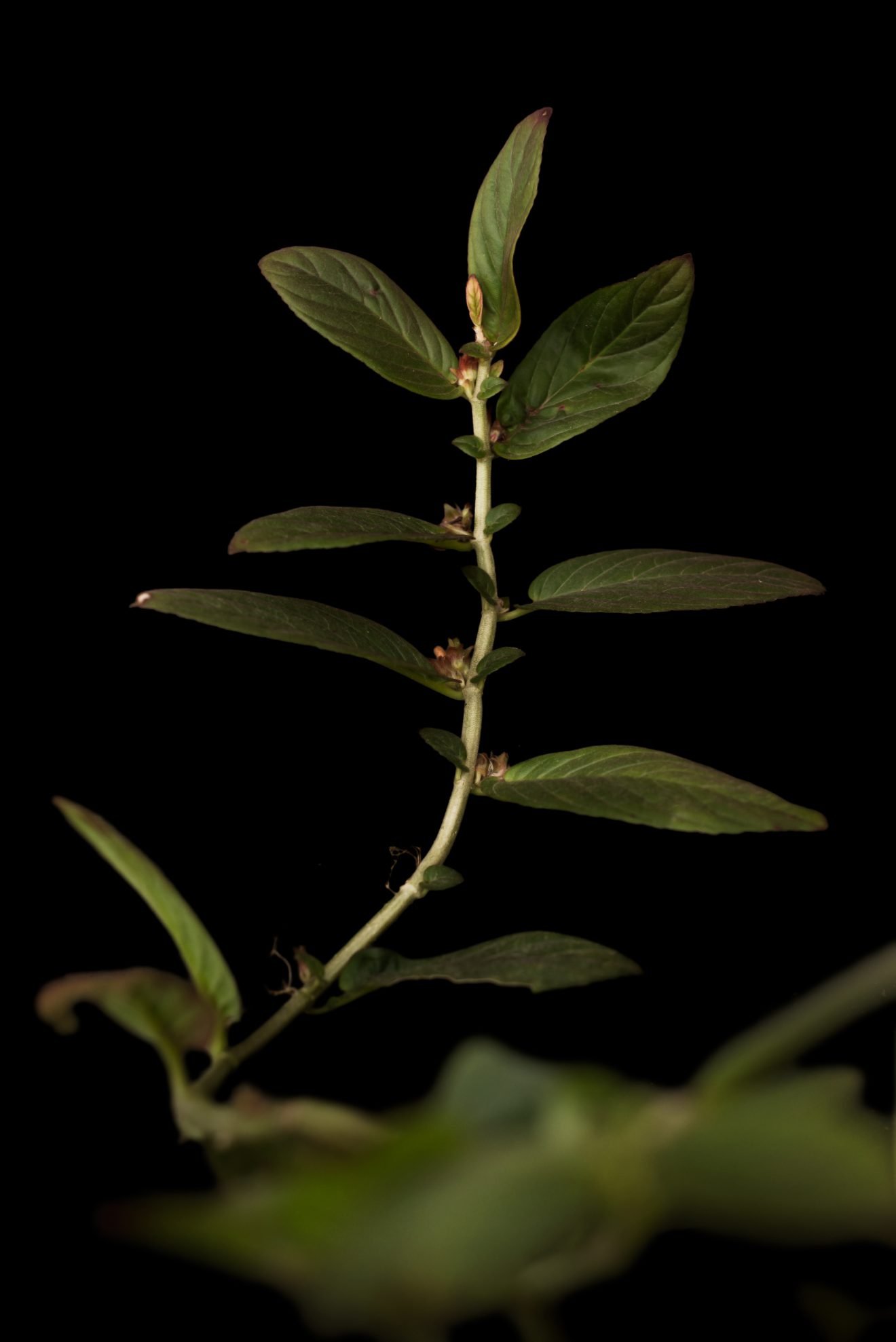 Columnea spathulata – ECUADORQUIDEAS