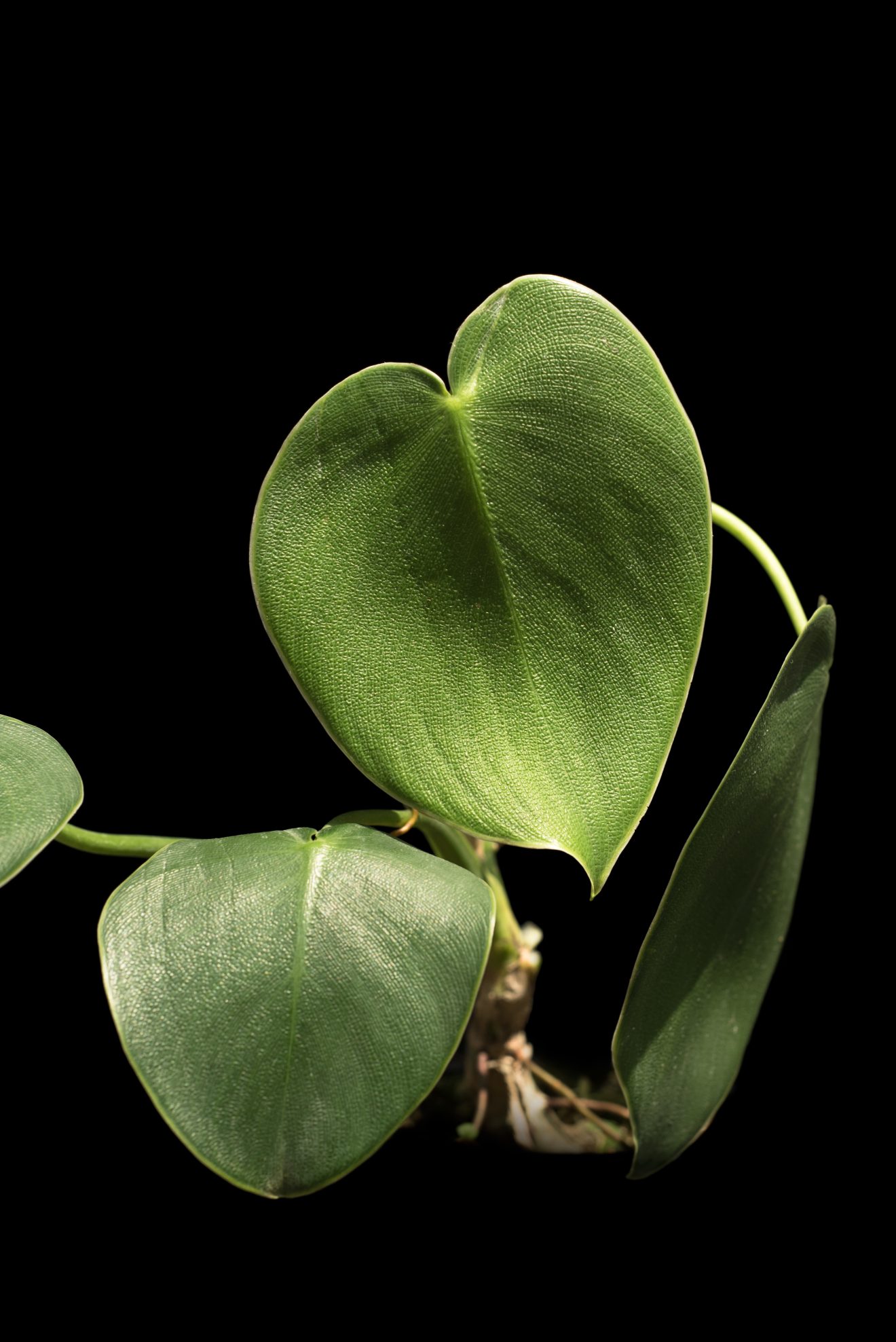 Philodendron rugosum – ECUADORQUIDEAS