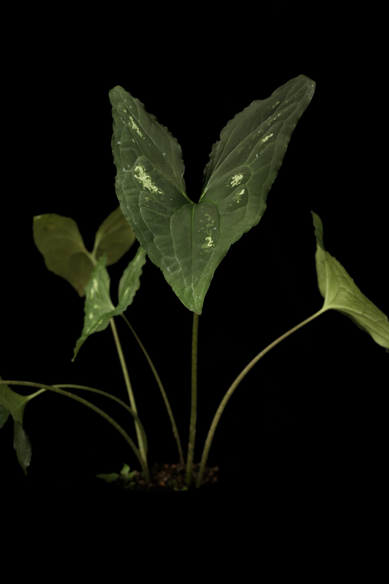 Ulearum donburnsii silver – ECUADORQUIDEAS