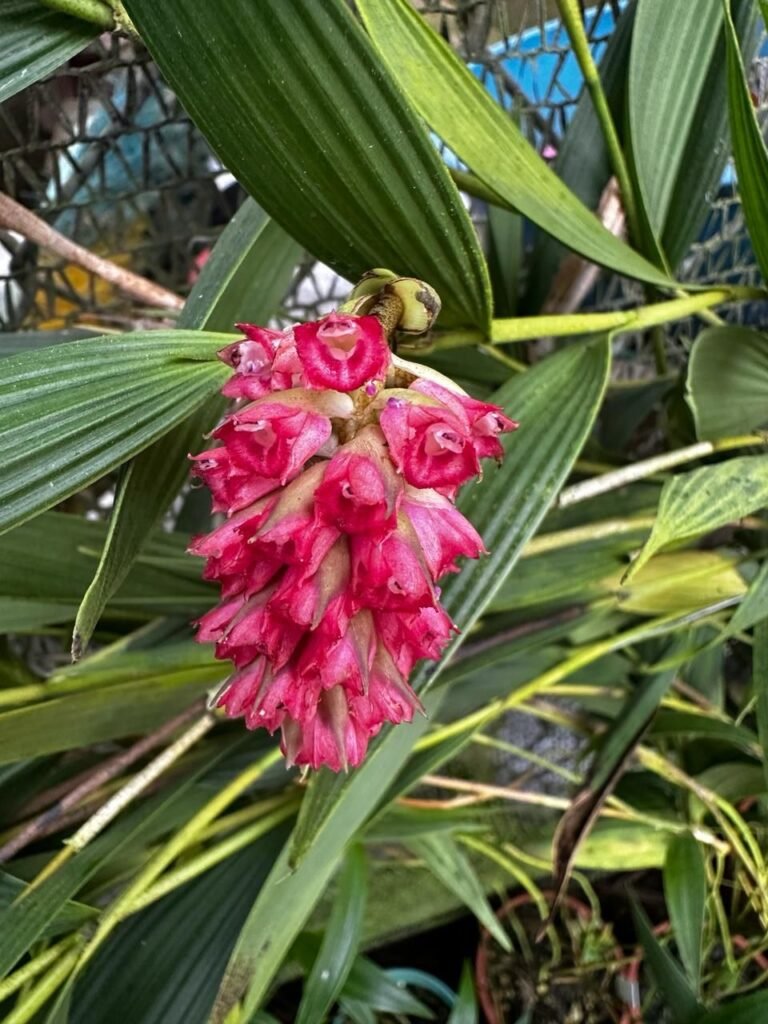 Elleanthus lateralis – ECUADORQUIDEAS