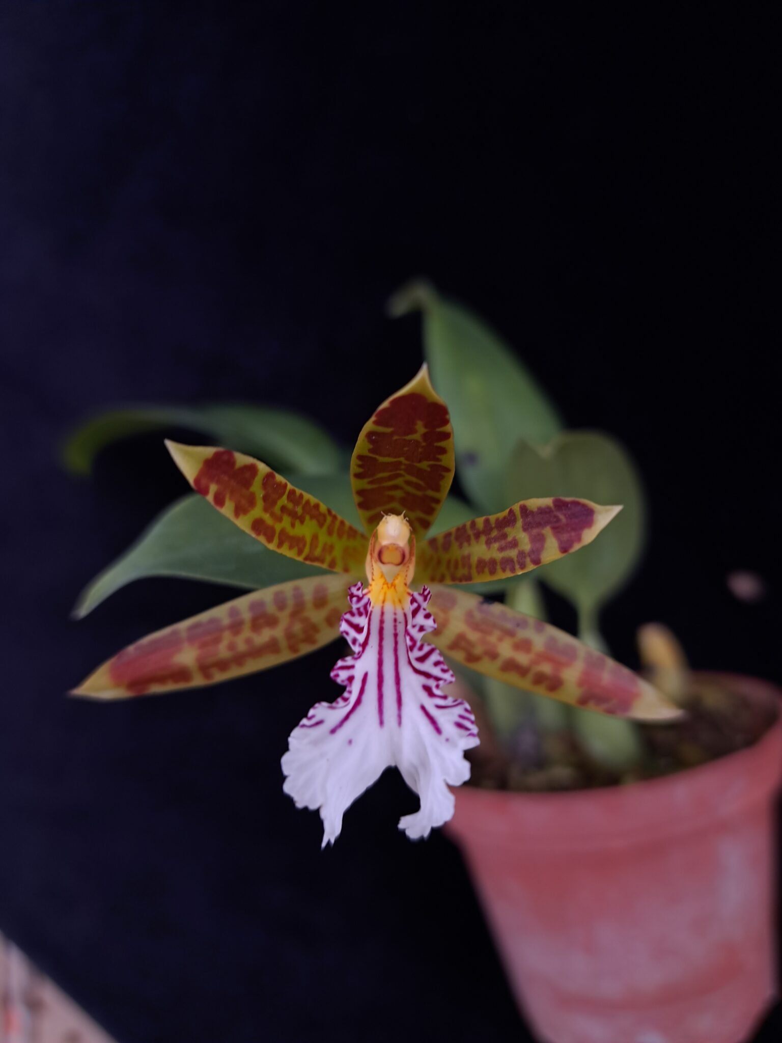 Trichopilia sanguinolenta – ECUADORQUIDEAS